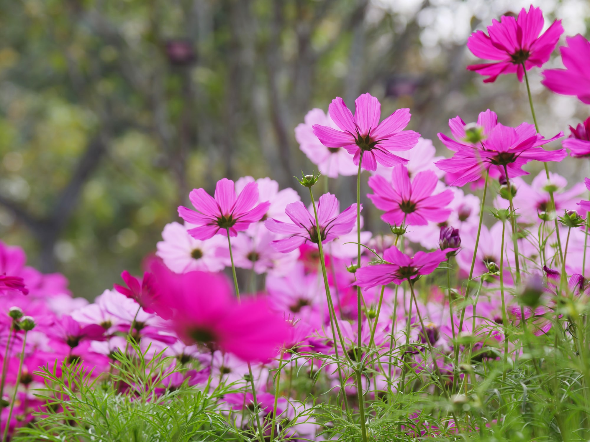 12 Brilliant Flowers for Every Season in Japan – Japan Trip Tips