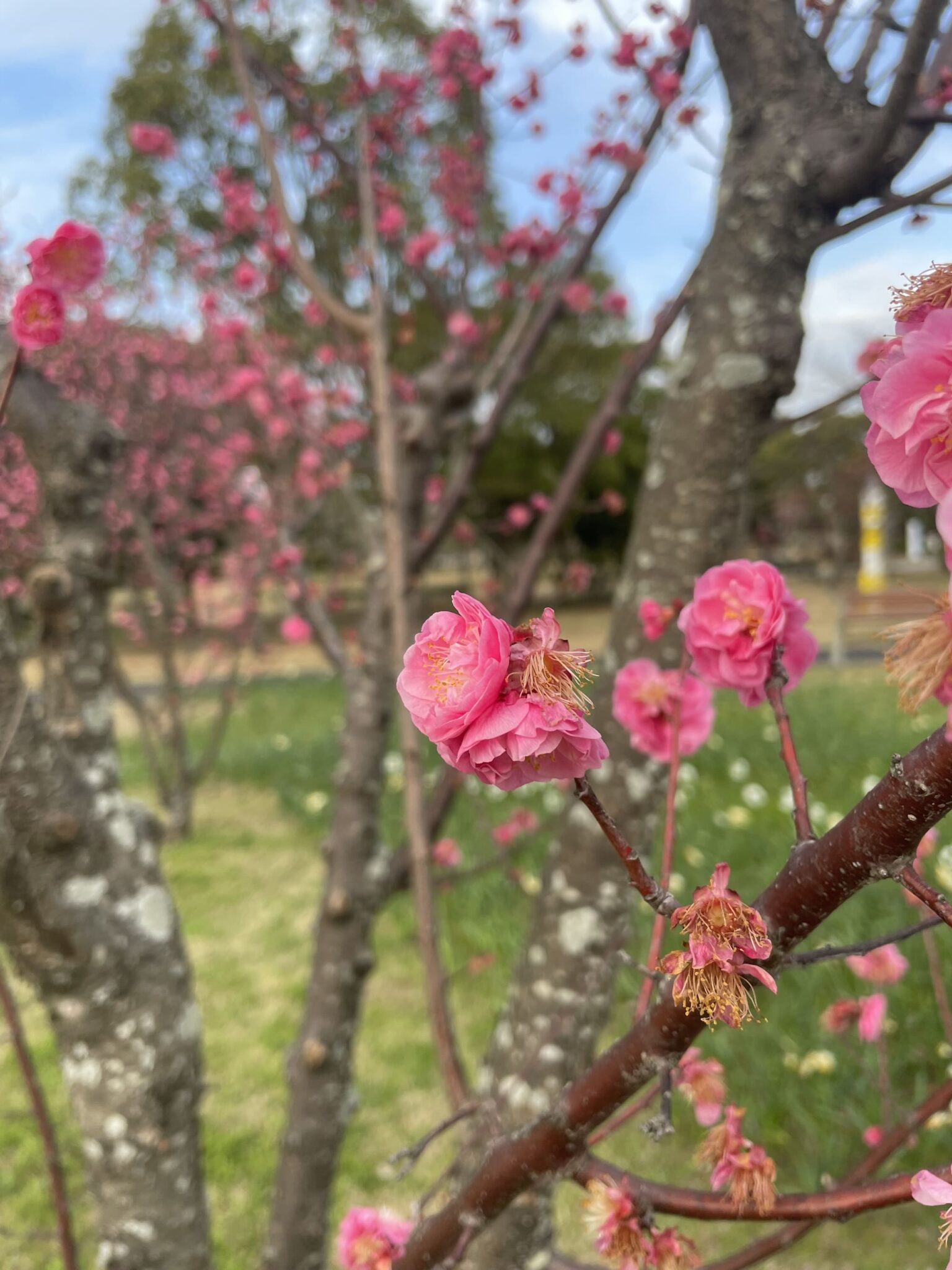 12 Brilliant Flowers for Every Season in Japan – Japan Trip Tips