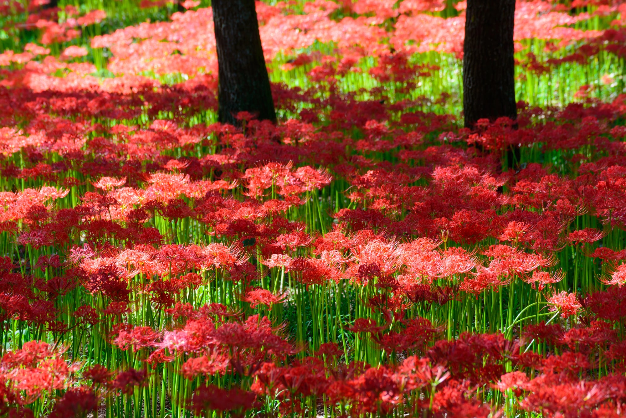 12 Brilliant Flowers for Every Season in Japan – Japan Trip Tips