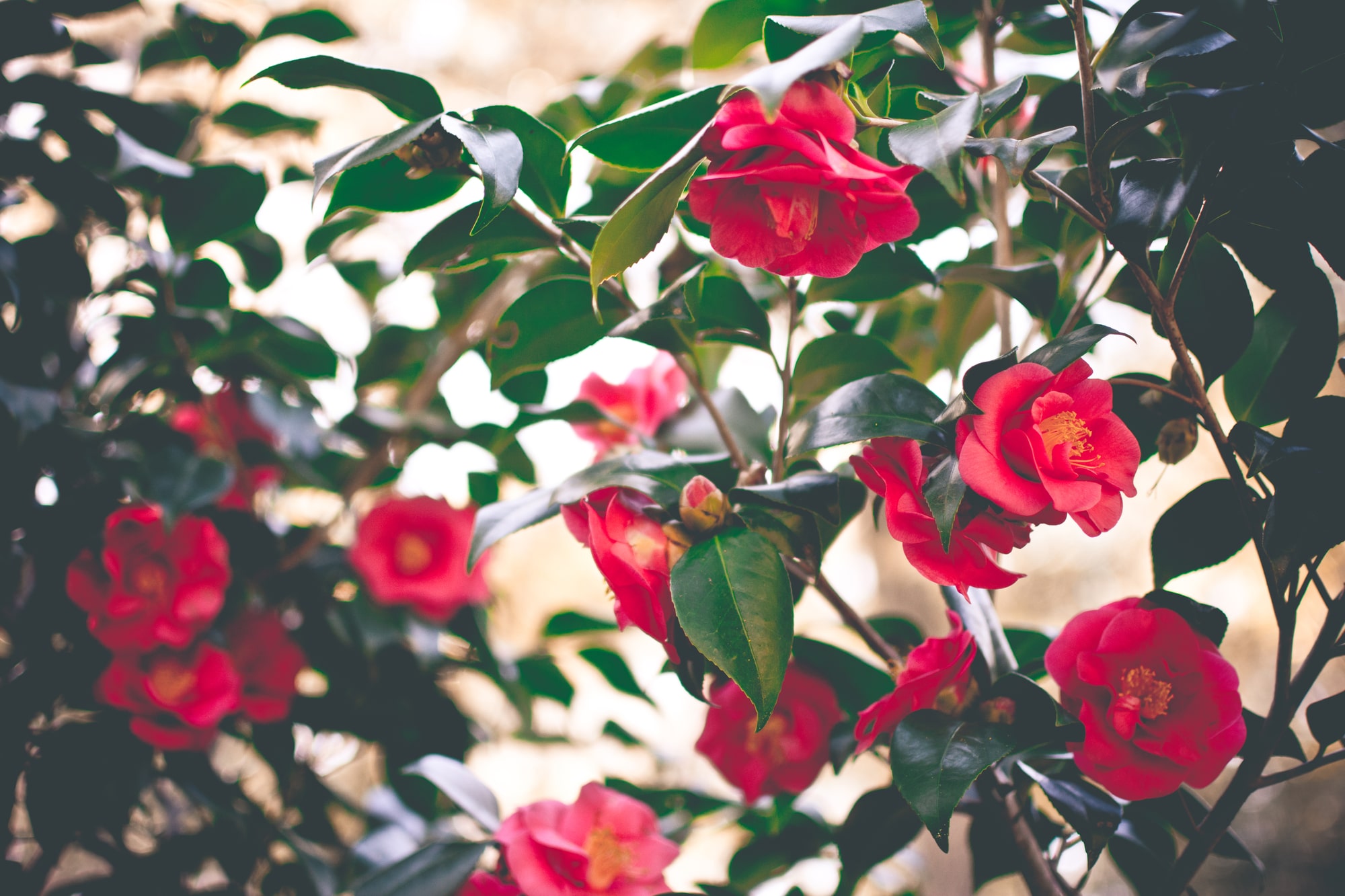 12 Brilliant Flowers for Every Season in Japan – Japan Trip Tips